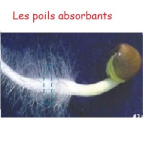 poils absorbants – L'écho des SVT